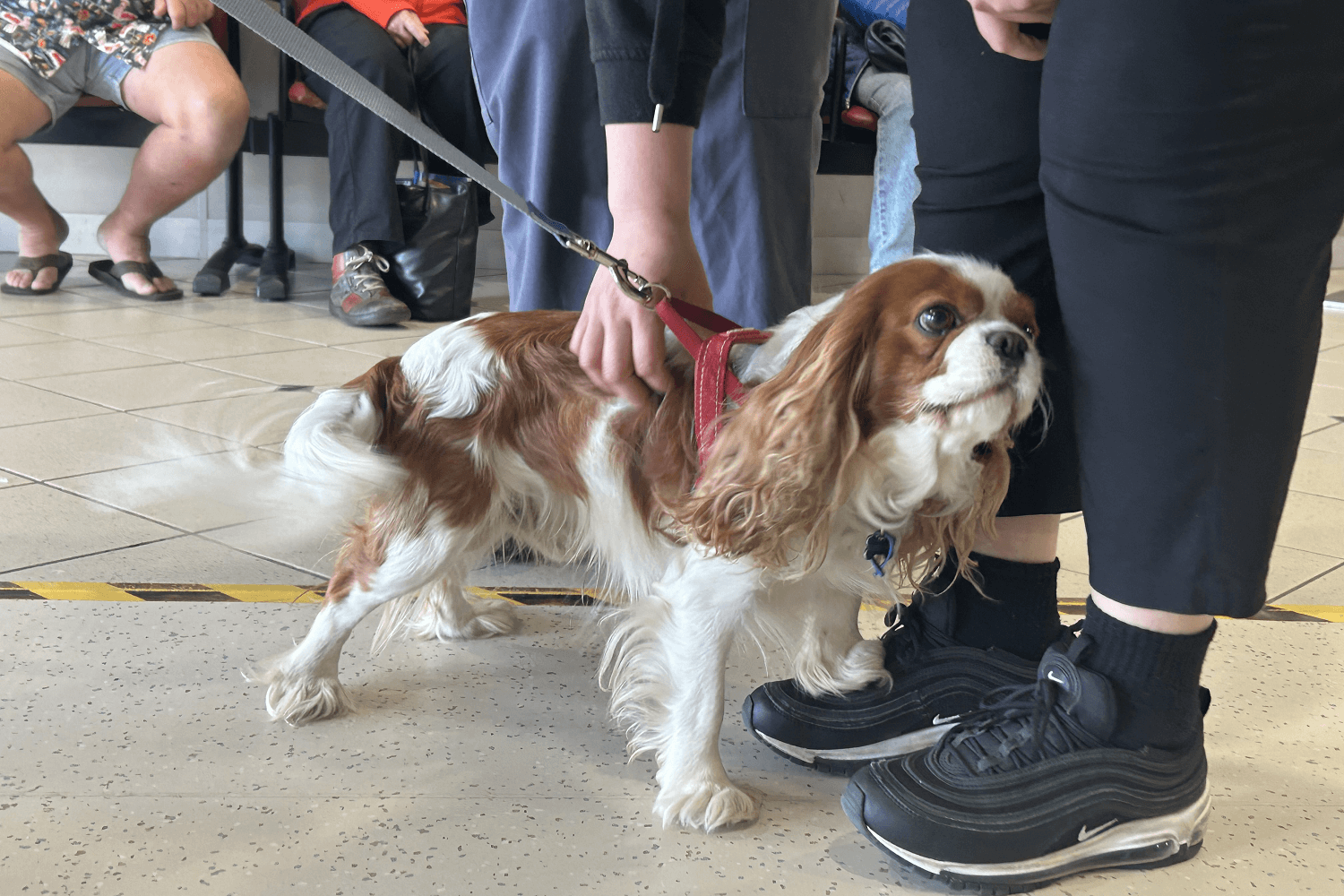 A round of a-paws for therapy dogs | Bayside Health (Alfred)